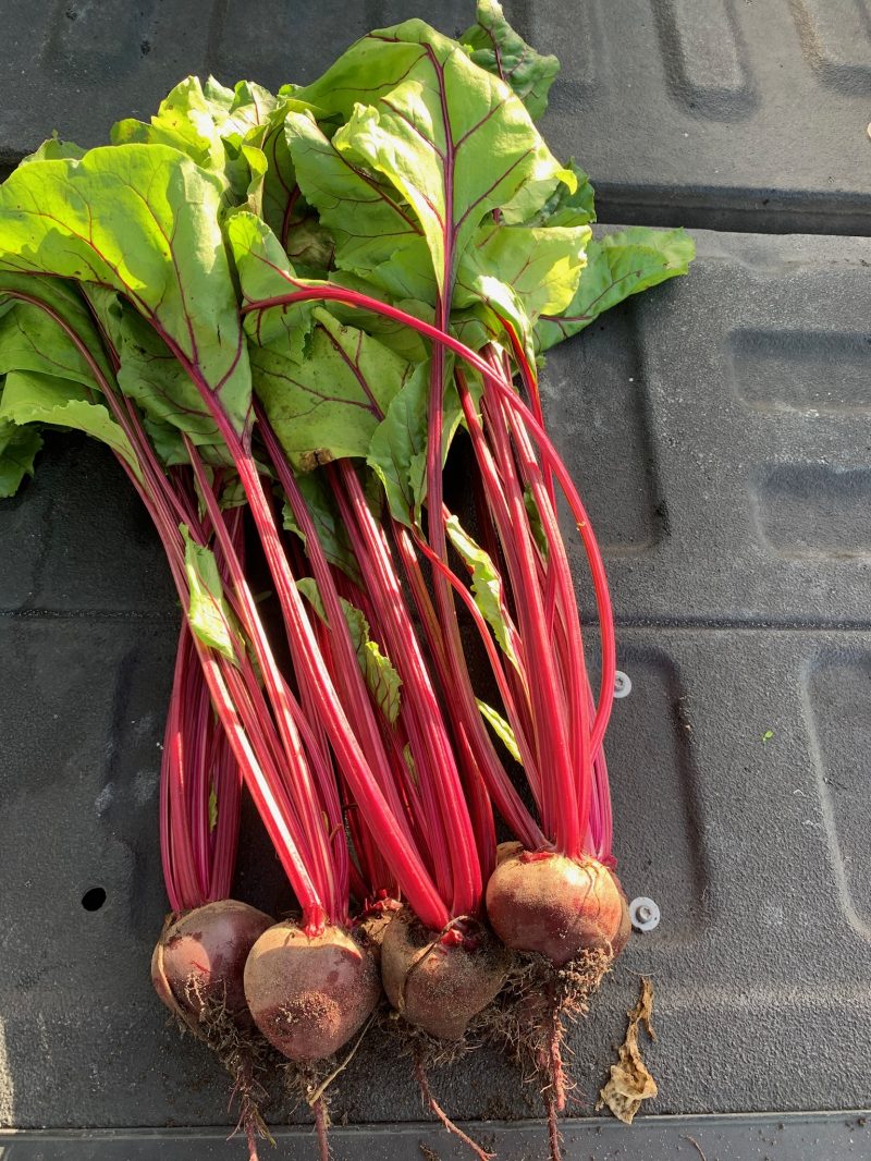 BOTTOMLEY FARMS - Farmlind Produce