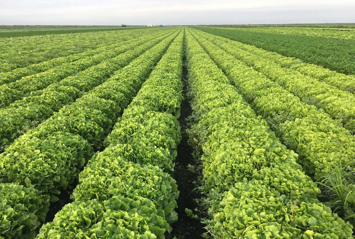 BOTTOMLEY FARMS - Farmlind Produce