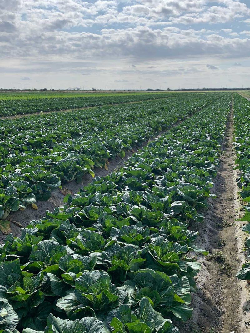 Farmlind Wholesale Produce Fruits and Vegetables