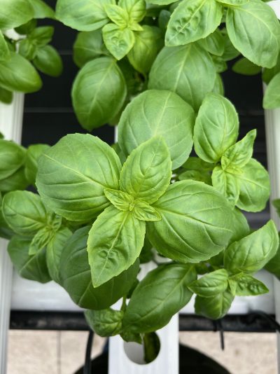 Wholesale produce for retail stores